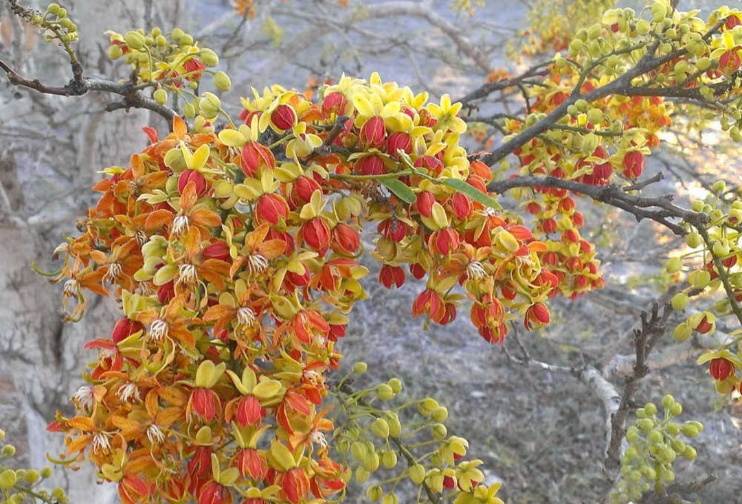 Cassia Brewsteri Brewster’s Cassia, Leichhardt Bean, Cassia Pea Tree 20 ...