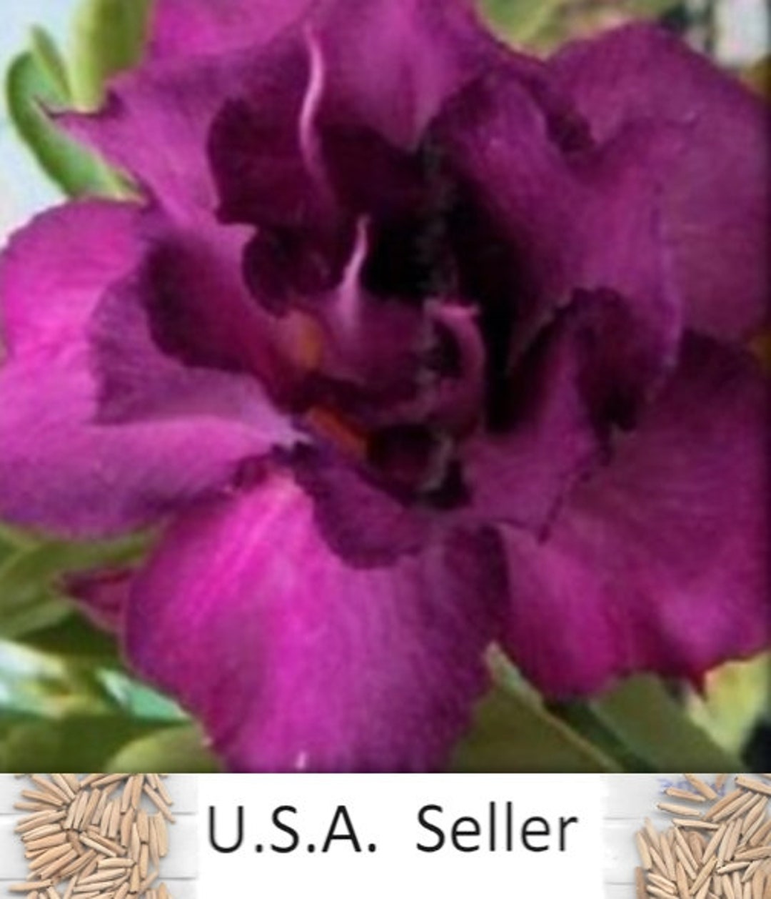 Adenium Obesum Double Violet Desert Rose 10 Seeds - Etsy
