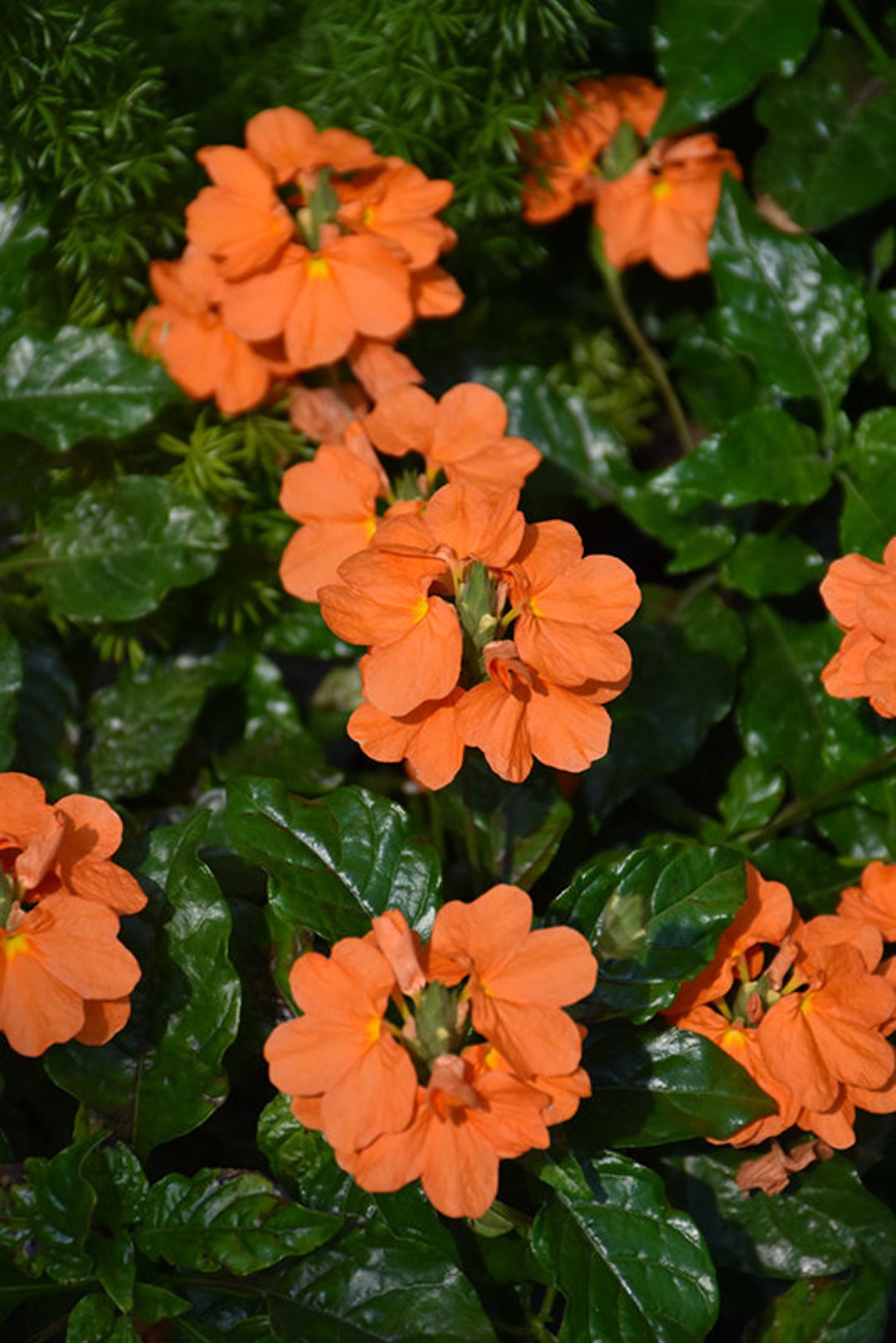 Crossandra Infundibuliformis Orange Marmalade 100 - 500 Seeds - Etsy