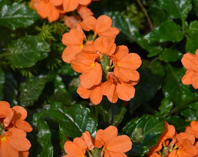 Crossandra Infundibuliformis Orange Marmalade 100 - 500 Seeds - Etsy