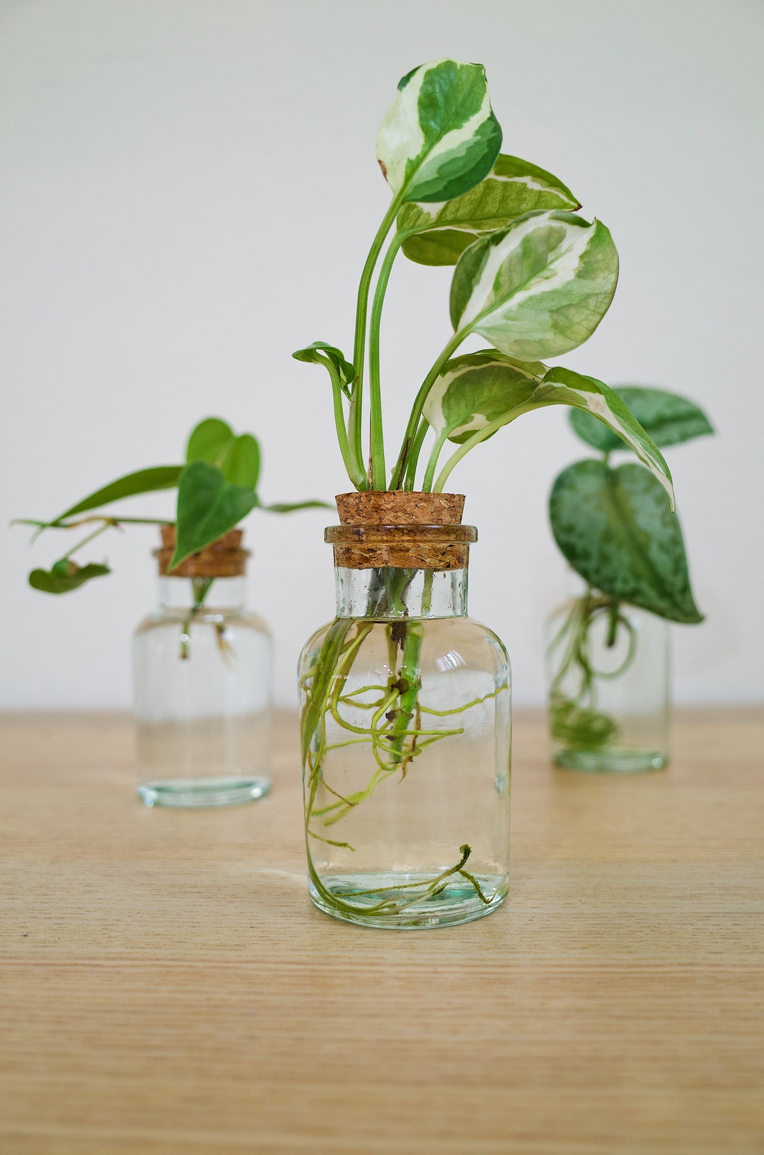 Glass Plant Propagation Vase: Modern Rooting Station, Indoor Decor - Etsy