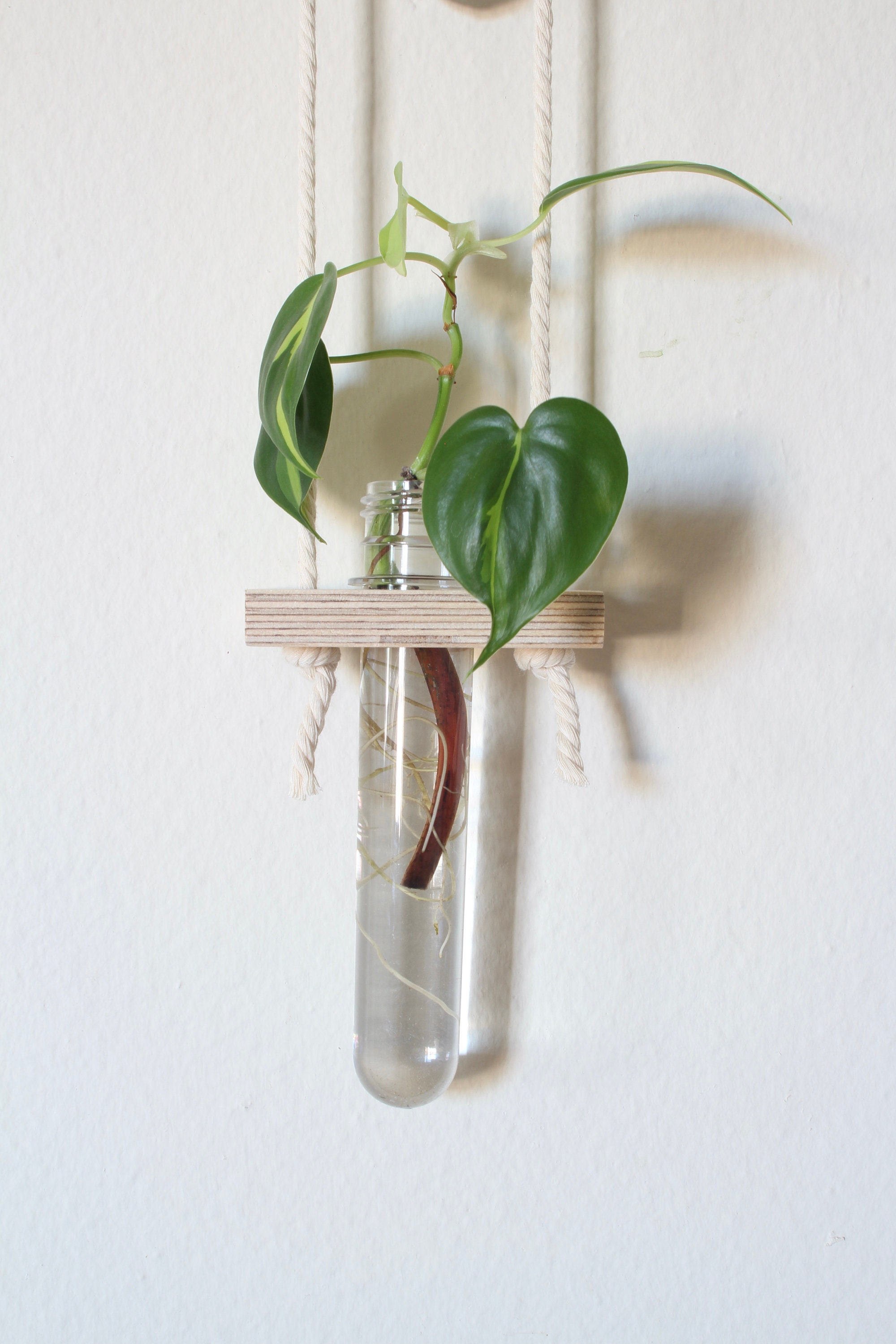 Hanging Propagation Station - 3 Vials for Display - Etsy