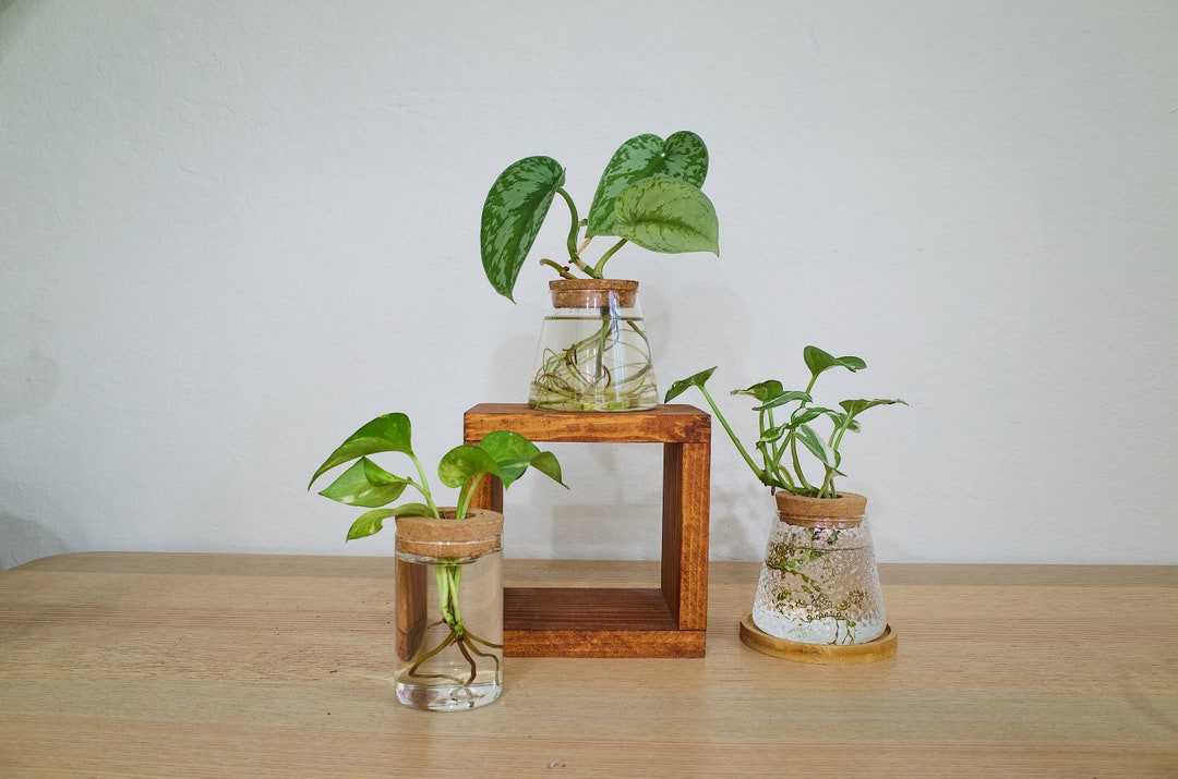 Modern Glass Plant Propagation Station: Rooting Vase, Indoor Decor - Etsy