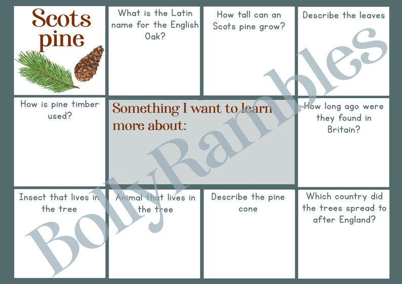 Scots Pine Tree Quiz Printable Worksheet All Ages Differentiated ...