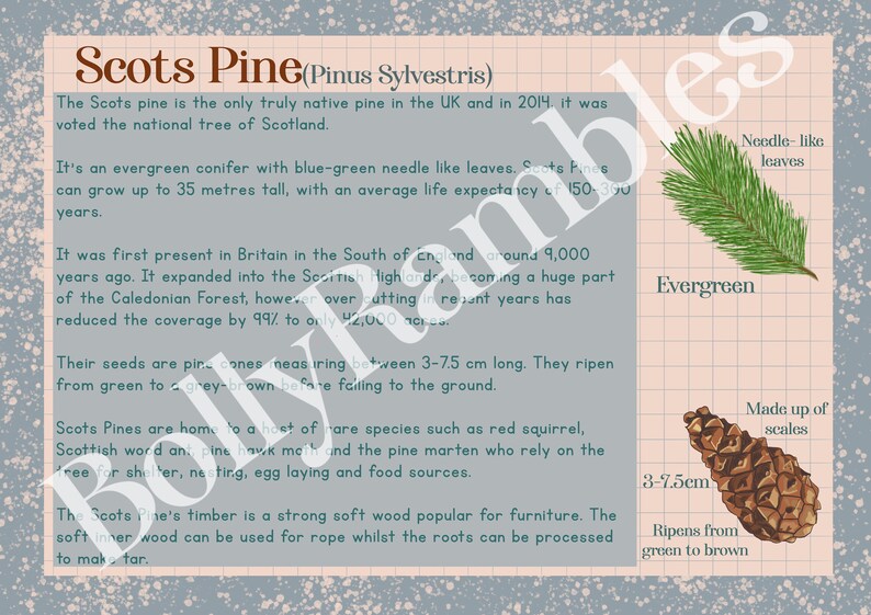Scots Pine Tree Quiz Printable Worksheet All Ages Differentiated ...
