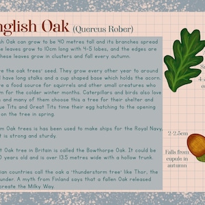 English Oak Tree Quiz Printable Worksheets. All Ages Differentiated ...