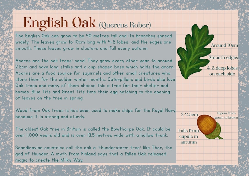 English Oak Tree Quiz Printable Worksheets. All Ages Differentiated ...