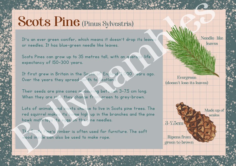 Scots Pine Tree Quiz Printable Worksheet All Ages Differentiated ...