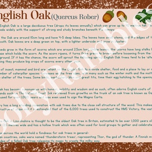 English Oak Tree Quiz Printable Worksheets. All Ages Differentiated ...