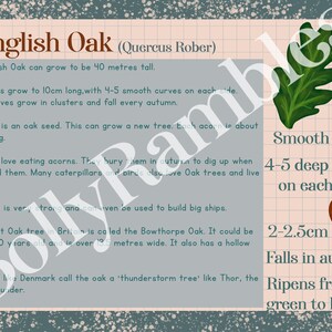 English Oak Tree Quiz Printable Worksheets. All Ages Differentiated ...