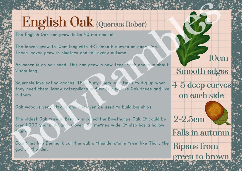 English Oak Tree Quiz Printable Worksheets. All Ages Differentiated ...