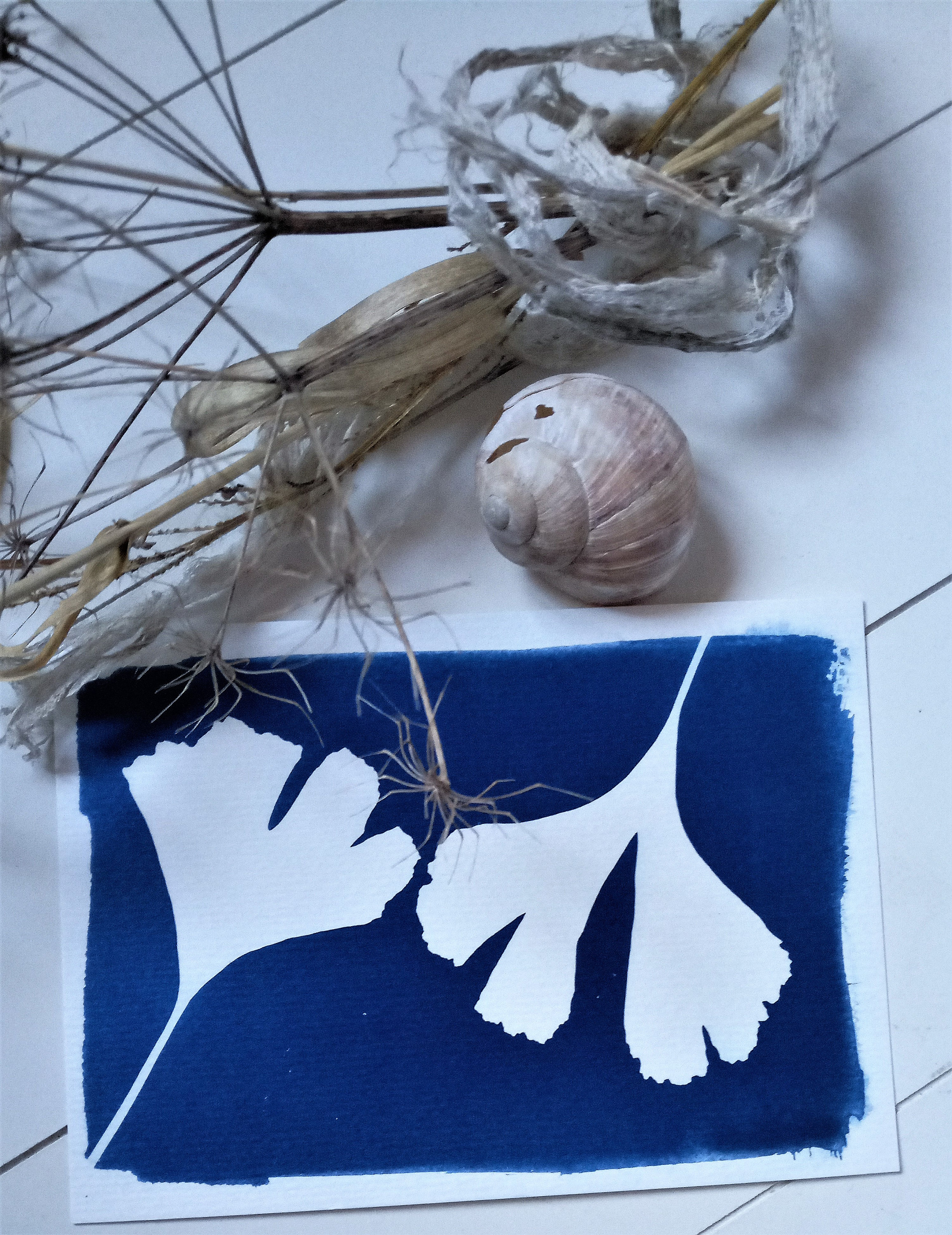 DIY Set Cyanotype Solar Paper Photosensitive Paper Magic - Etsy