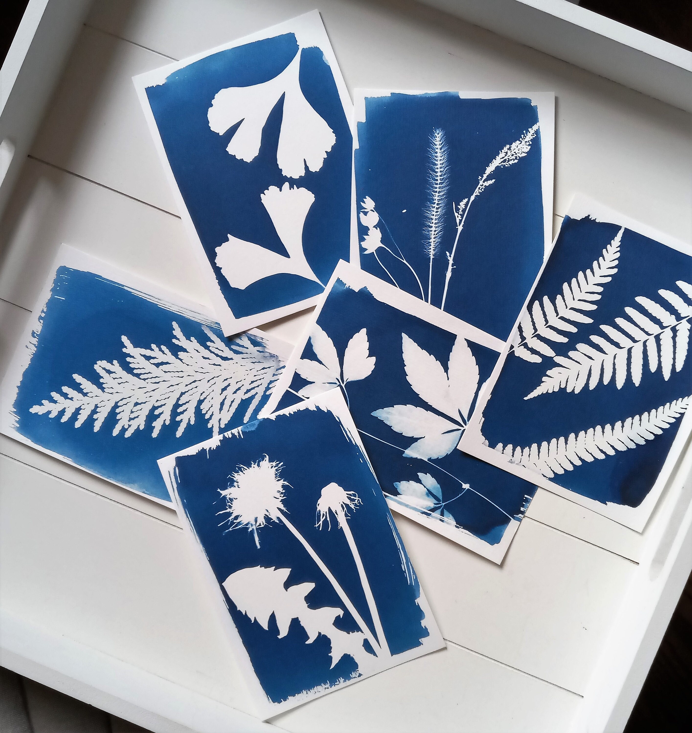 DIY Kit lessons Cyanotype Experiments at School Light-sensitive Paper ...