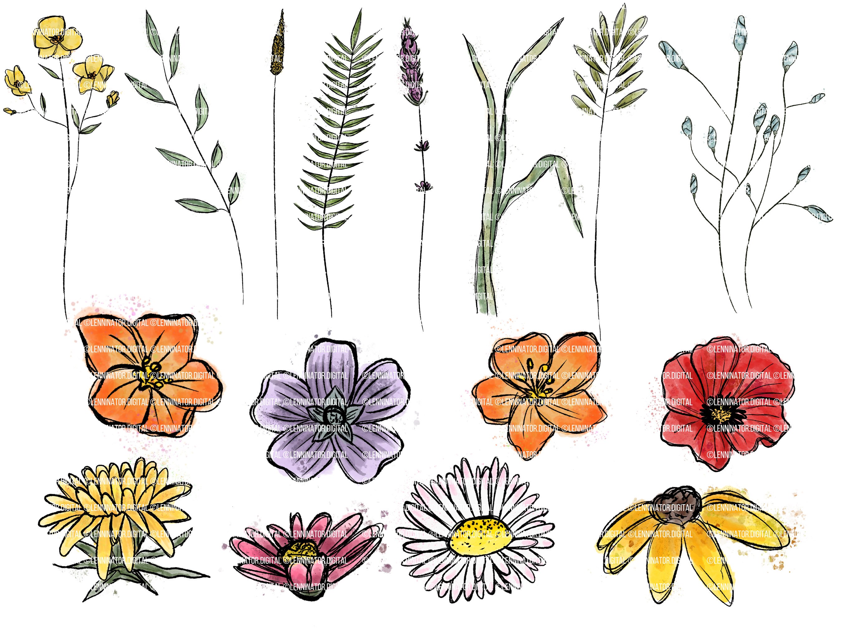 Wildflower Clipart Set - Hand Drawn PNG Watercolor Spring Flowers ...