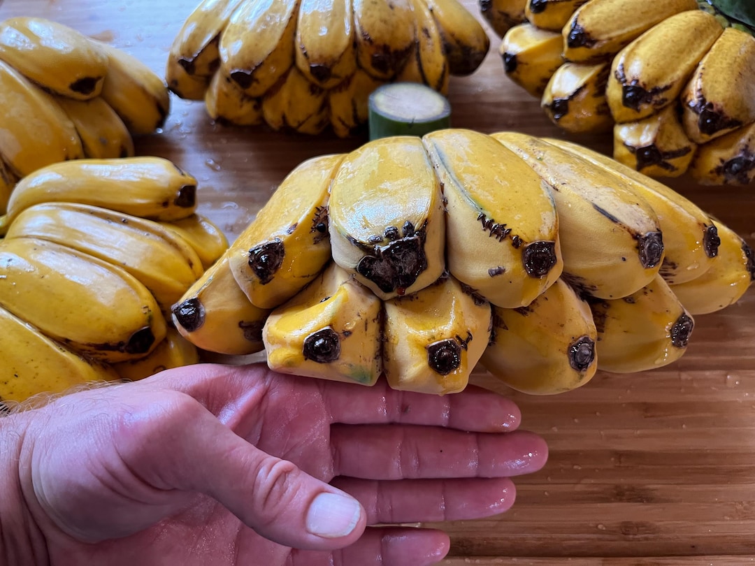 Musa Praying Hands Banana Plant Corm - Etsy