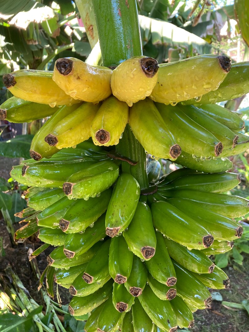 Musa Mona Lisa FHIA 02 Plant Corm for Sale - Etsy