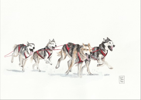 Sled Dogs Running Drawing