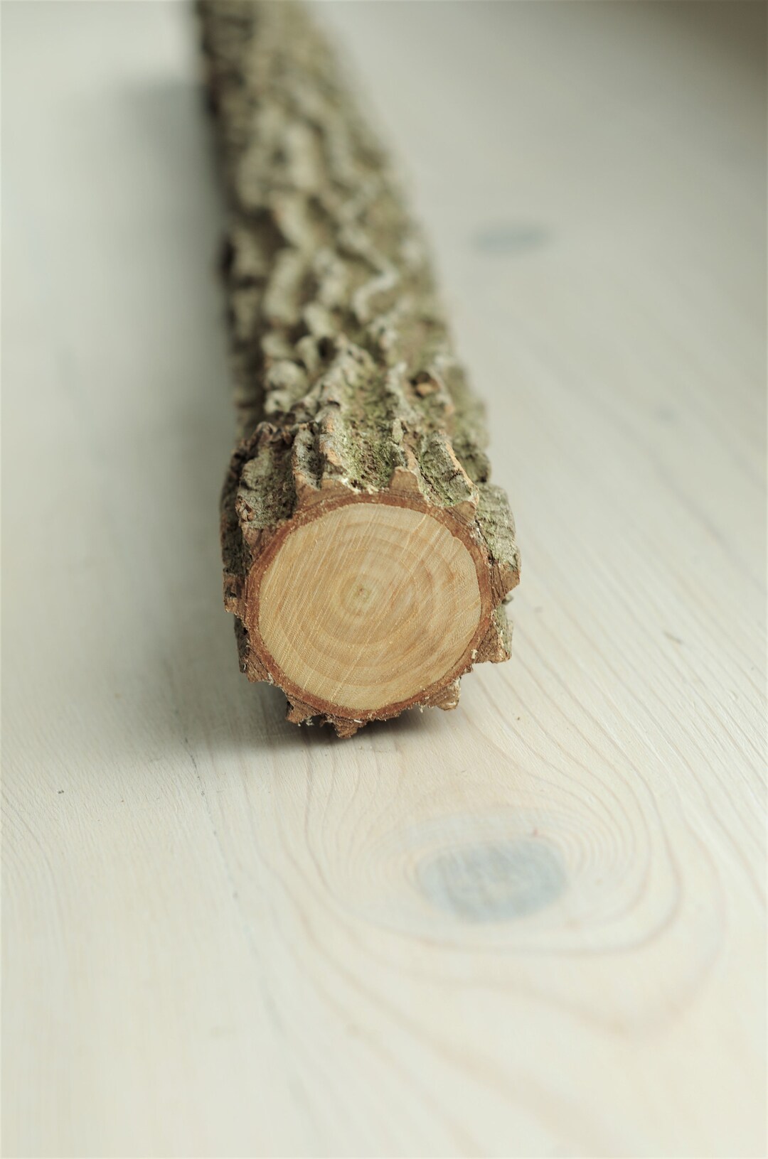 Field Elm Tree Branch /ulmus Minor Var. Suberosa/ Natural Tree Branch ...