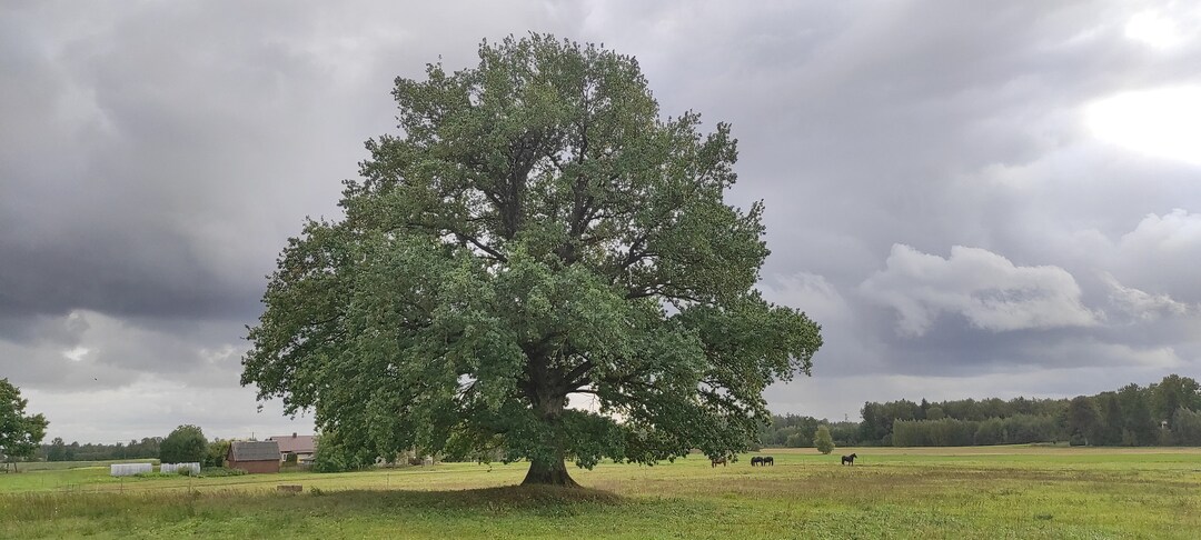 English Oak (quercus Robur L.) Seeds From Natural Rural Environment 12 ...