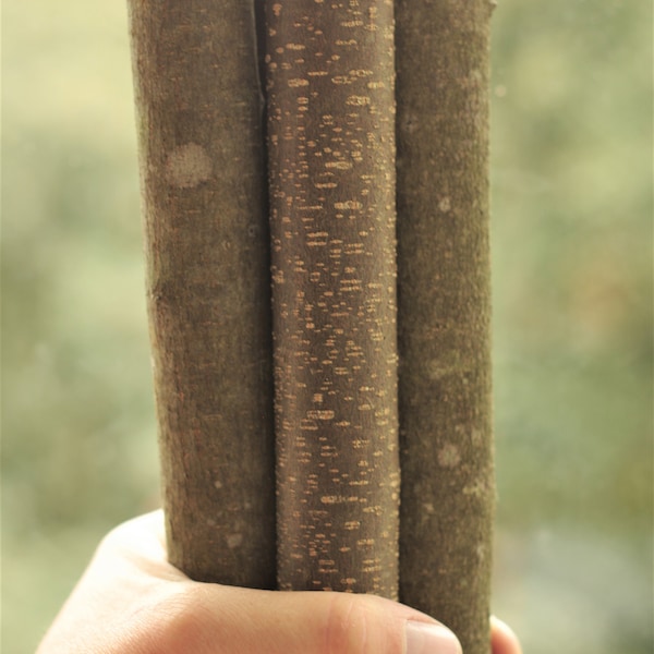 Brown Tree Branches - Etsy