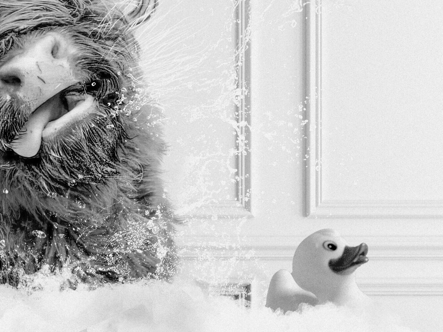 Black and White Highland Cow Shaking Head in a Bath Print Cow | Etsy UK