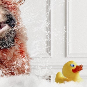 Highland Cow Shaking Head in a Bath Print Cow Bathing Funny - Etsy UK