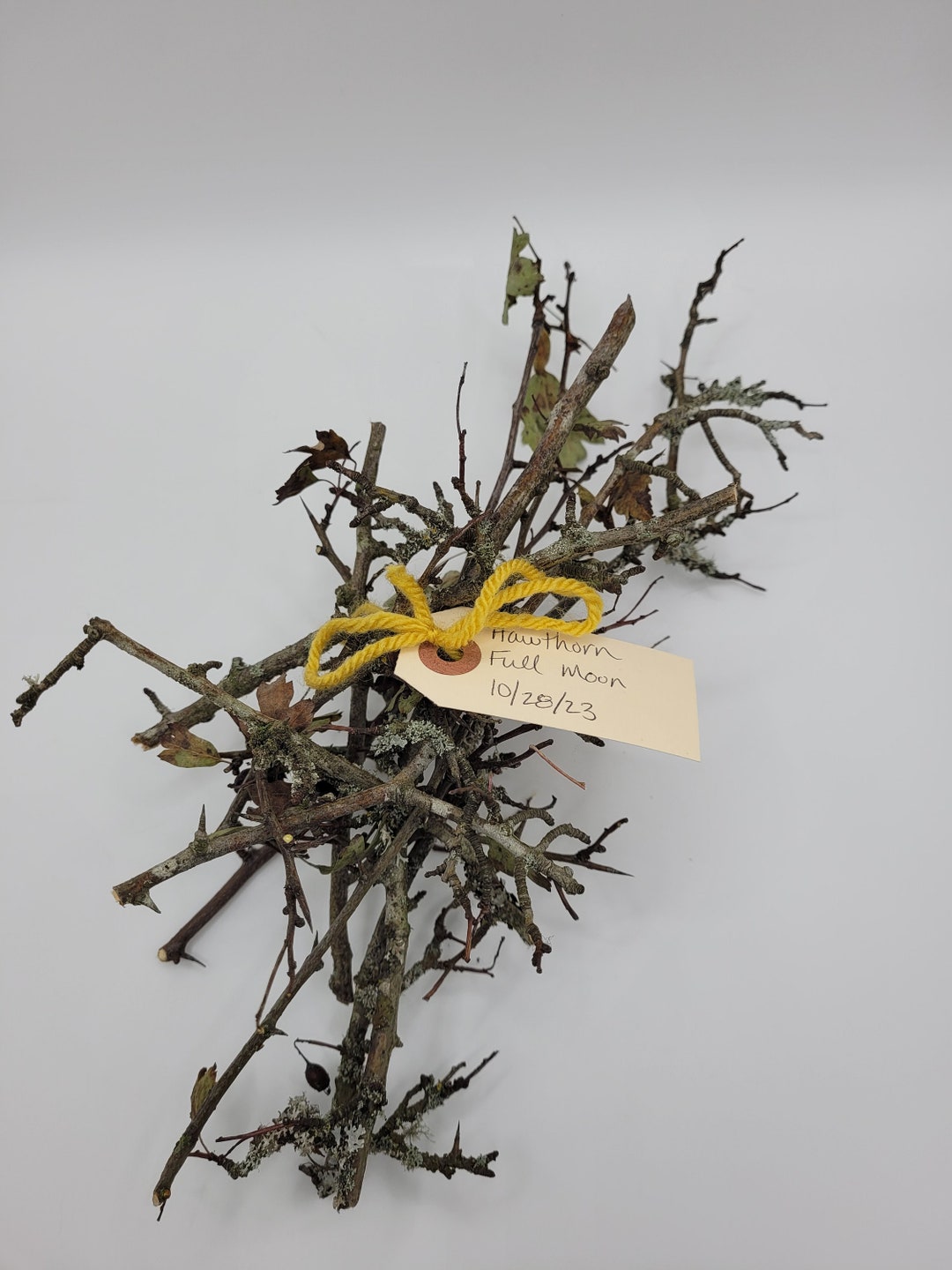 Hawthorn Stick Bundle, Full Moon Harvest 10/28/2023 - Etsy