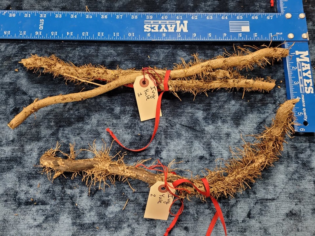 Ivy Wood Wand, Yule 2021 Harvest - Etsy