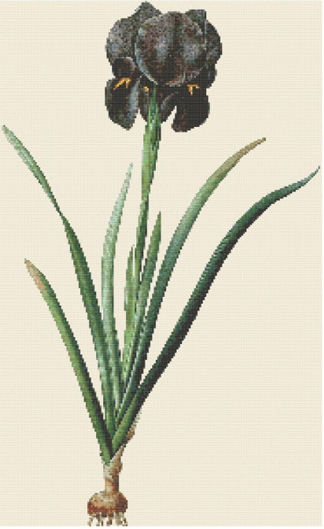 Iris Luxiana, Black Iris by Pierre Joseph Redoute Cross Stitch Pattern ...