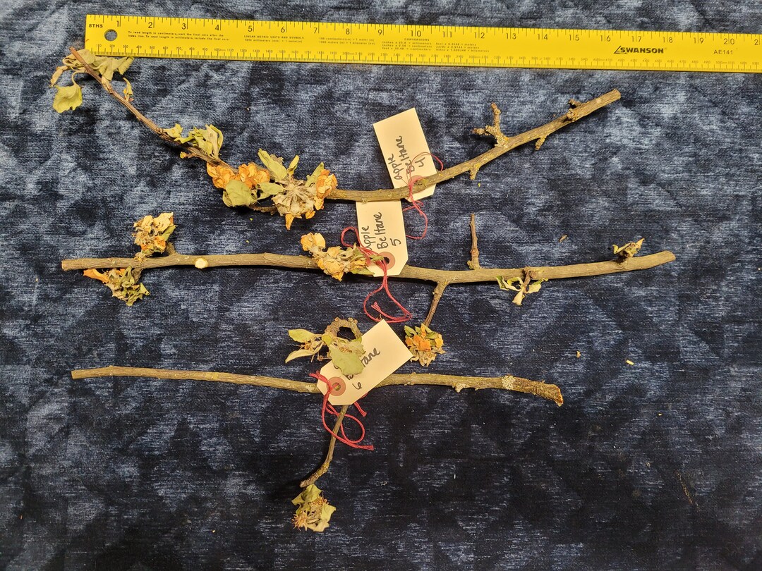 Pre-order Raw Wood Wands From Upcoming Solstices, Sabbats, Moon Cycles ...