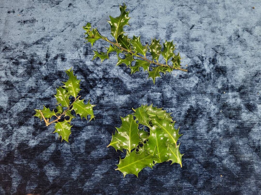 Fresh Holly Leaves or Sprigs, Picked After Ordering, From Male or ...