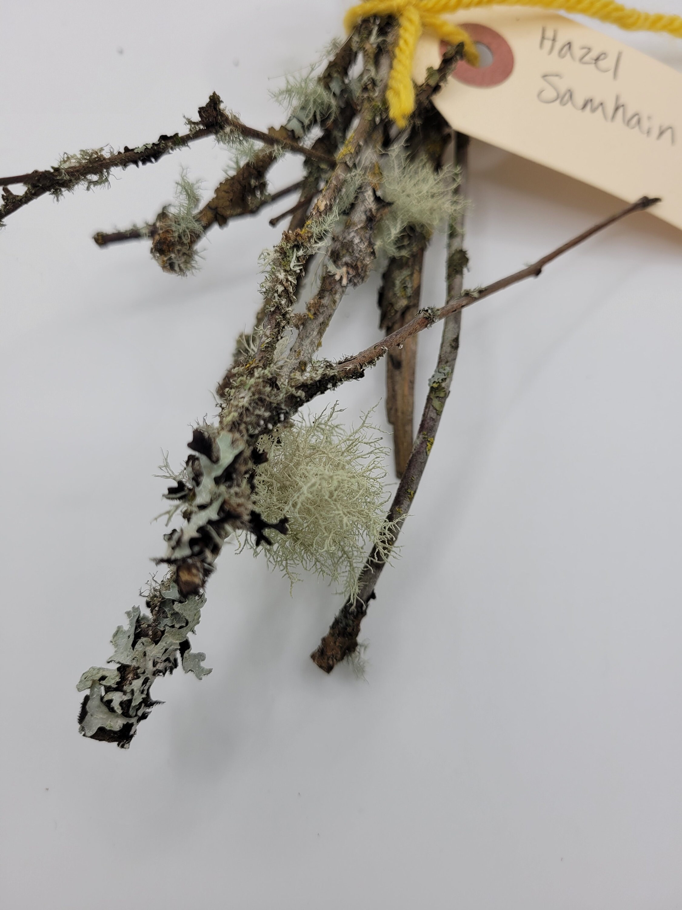 Hazel Stick Bundle Samhain Halloween Harvest 2023 - Etsy