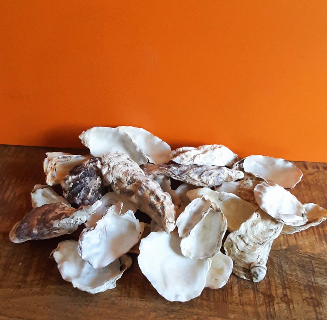 Schoongemaakte Oesters / Oesterschelpen Direct Klaar Voor Hobby ...