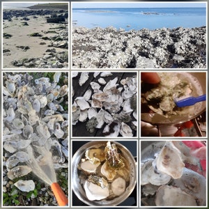 Schoongemaakte Oesters / Oesterschelpen Direct Klaar Voor Hobby ...