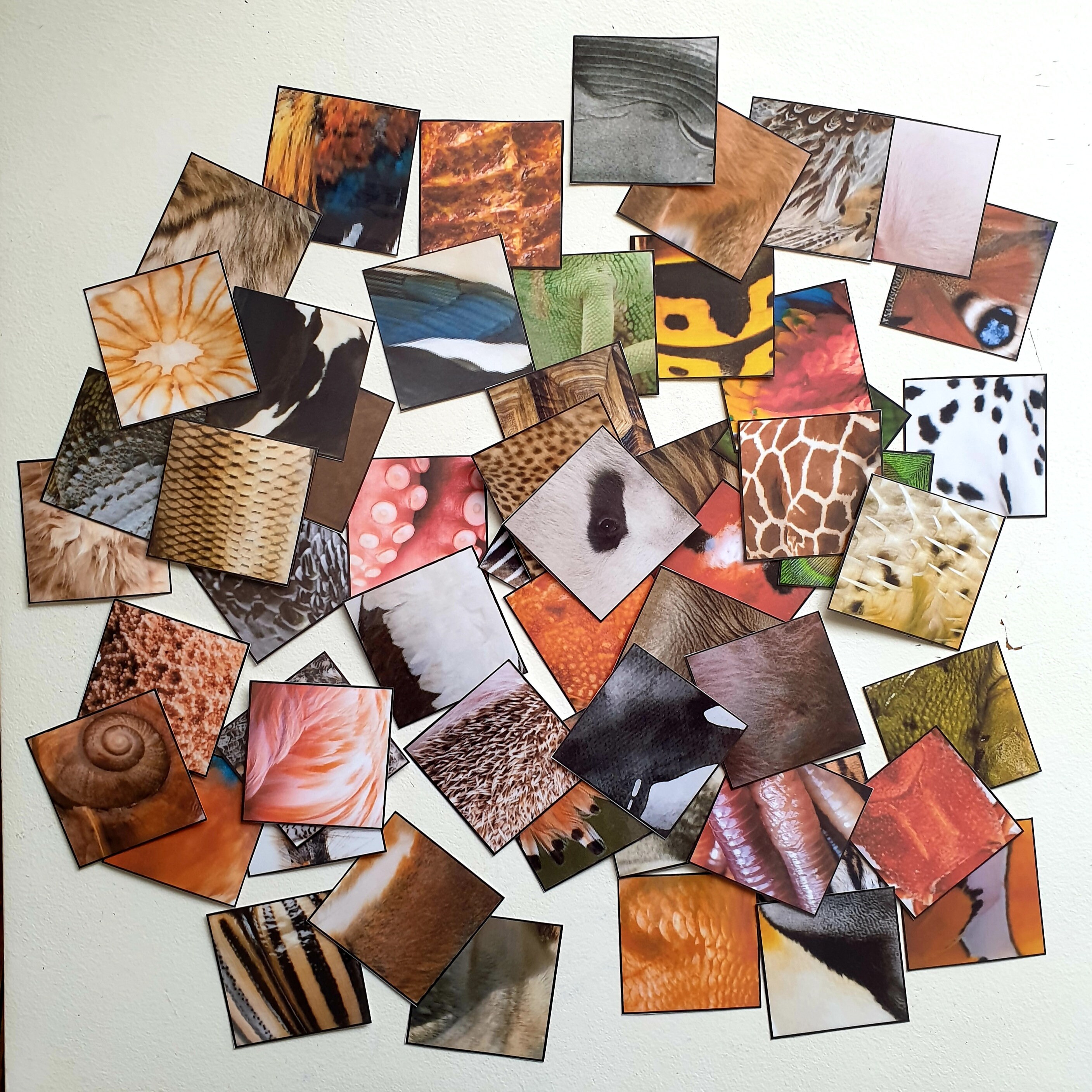 Montessori - Educational Help Laminated With Velcro - Animal Body ...