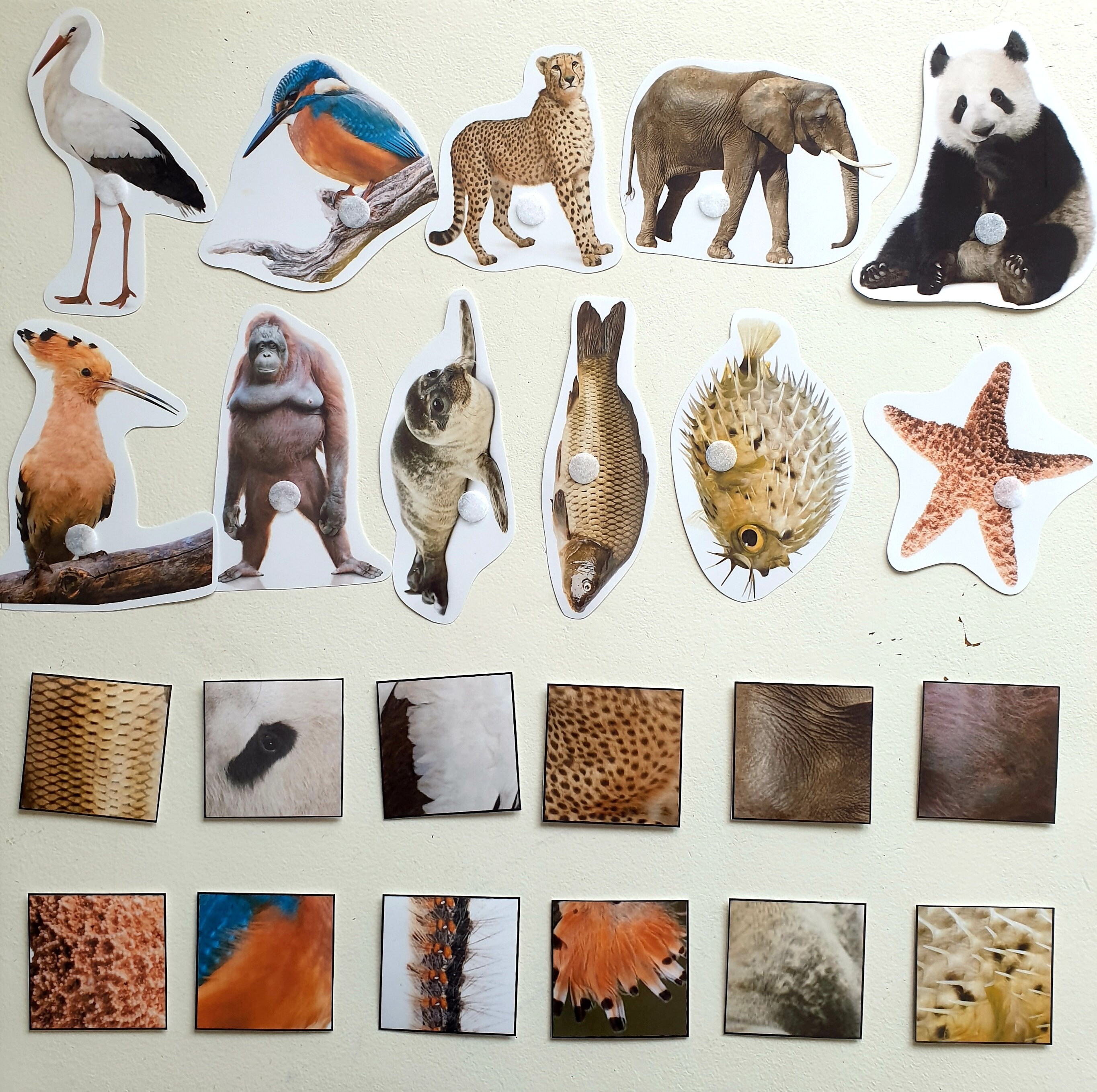 Montessori - Educational Help Laminated With Velcro - Animal Body ...