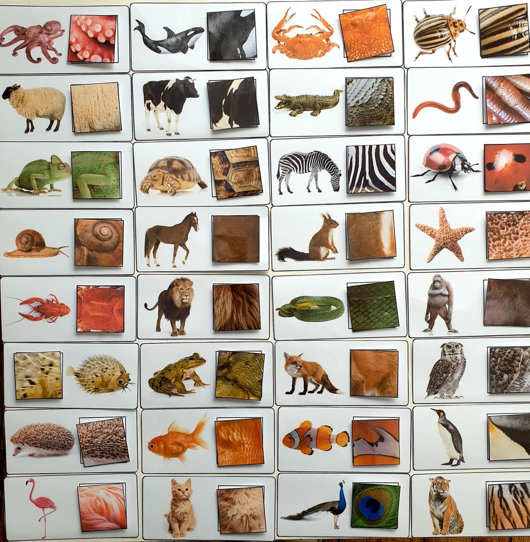 Montessori - Educational Help Laminated With Velcro - Animal Body ...