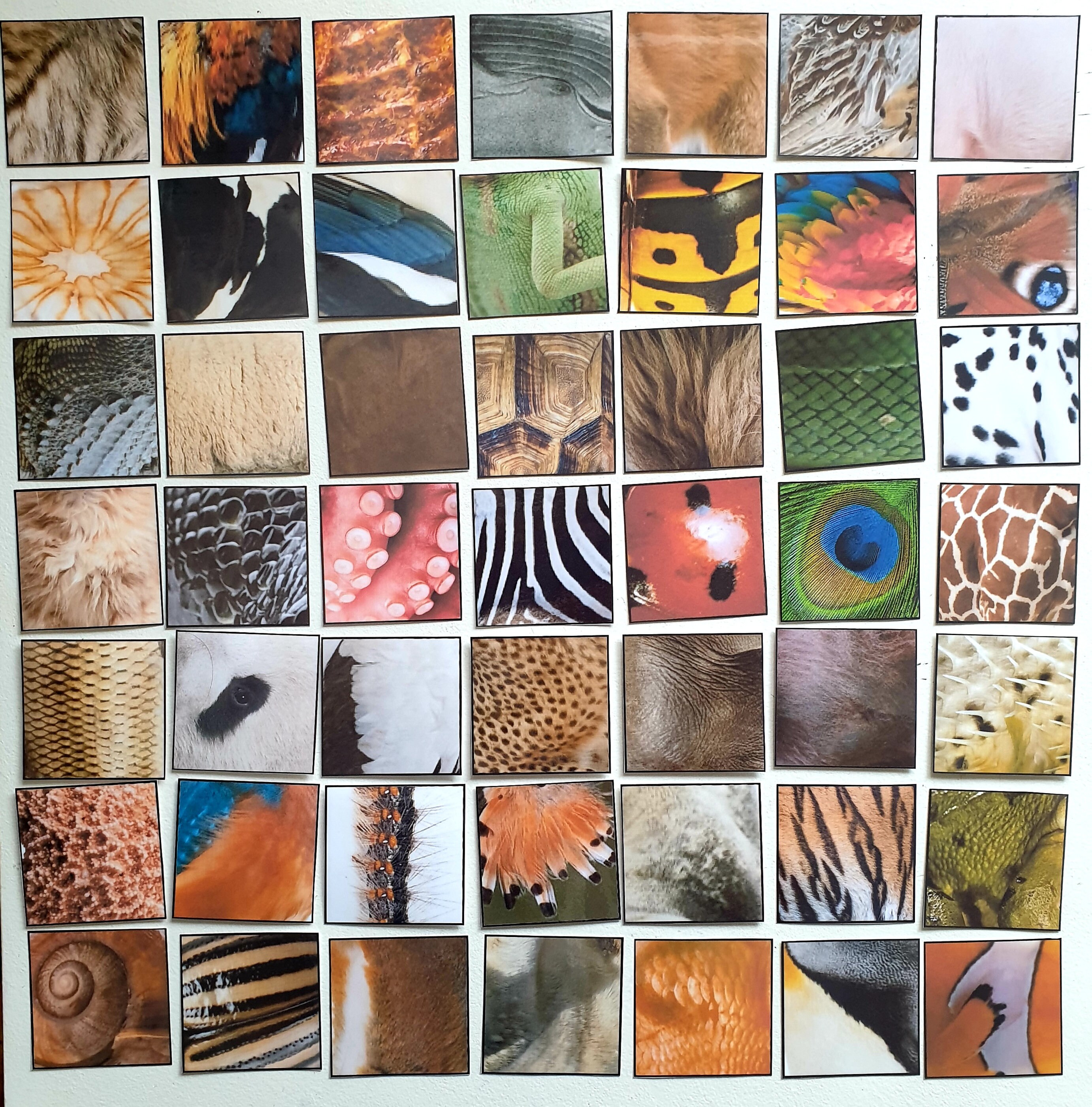 Montessori Animals of the World Texture Body Surface - Etsy