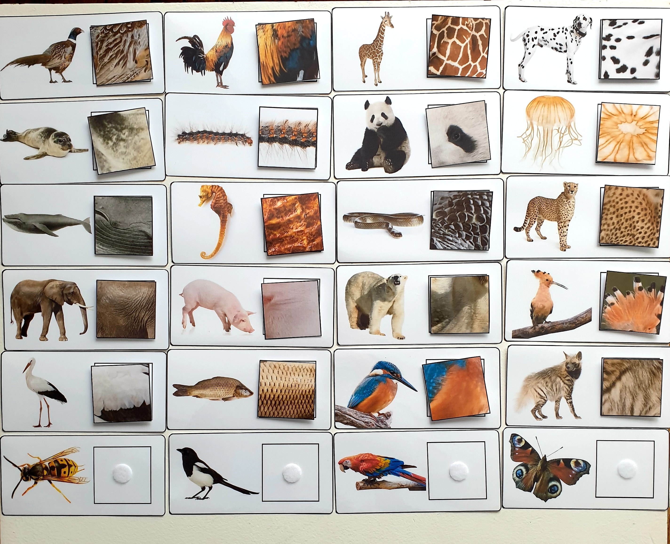 Montessori - Educational Help Laminated With Velcro - Animal Body ...