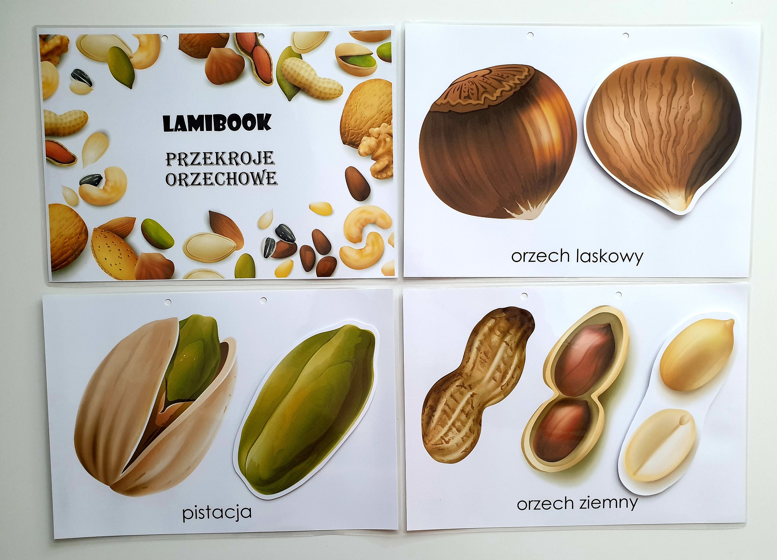 Busy Book, Activity Book Cross-sections of Nuts Educational Book for ...