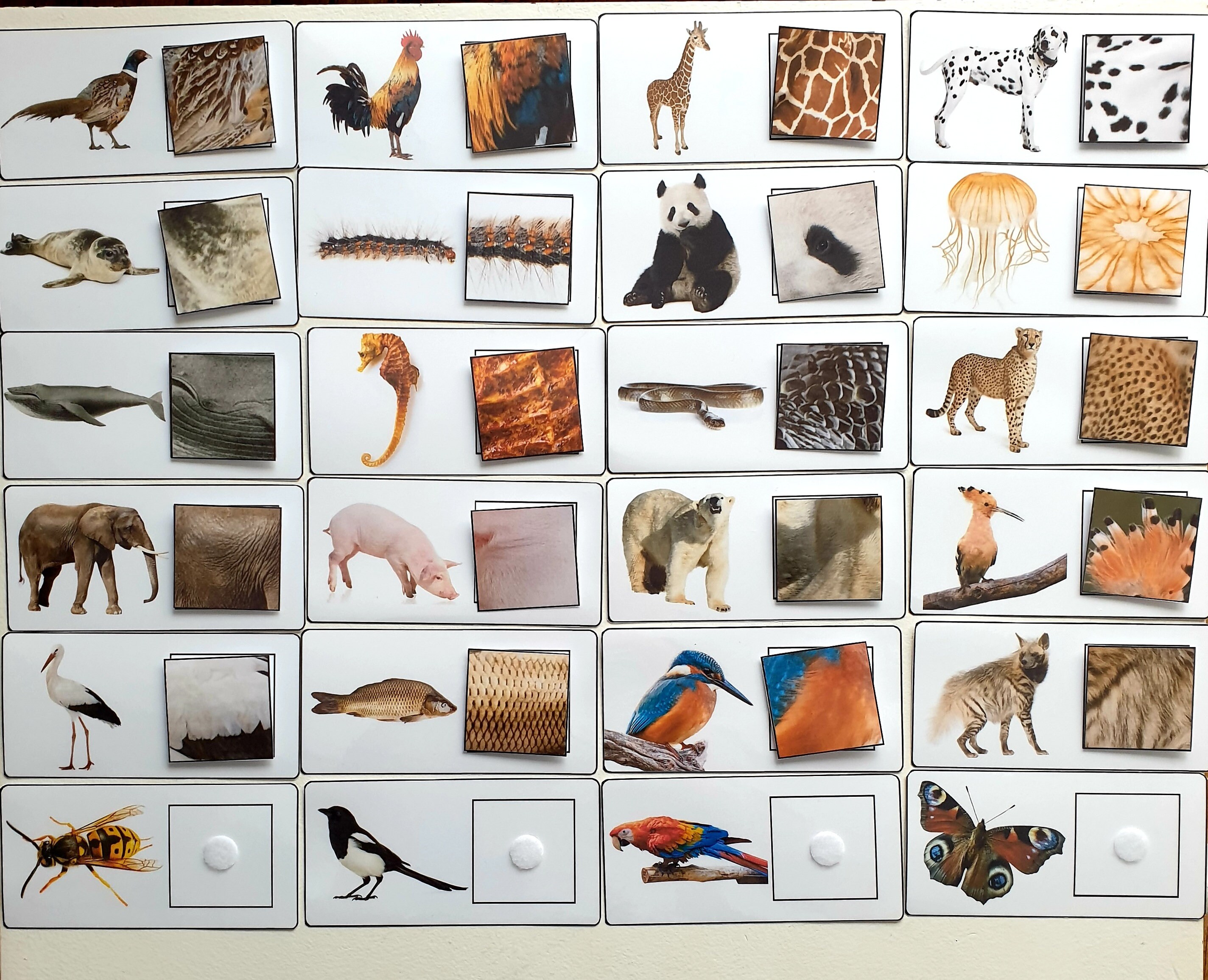 Montessori Animals of the World Texture Body Surface - Etsy
