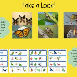 Preschool Bugs and Insects Bundle, Preschool Printable, Bugs, Insects ...