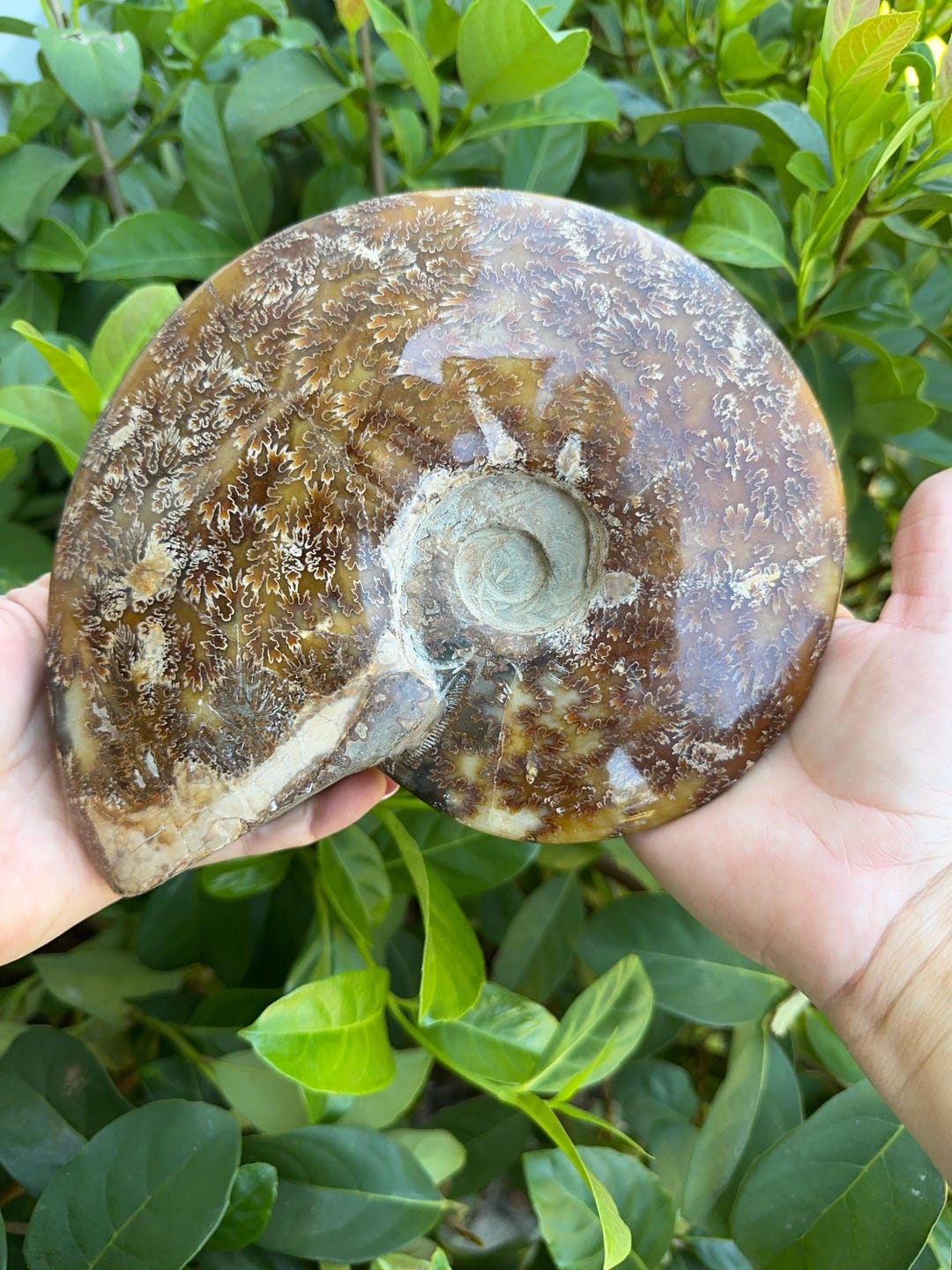 Extra Large Ammonite Fossil, 4 Pounds, Ammonite Fossil, Ammonite ...