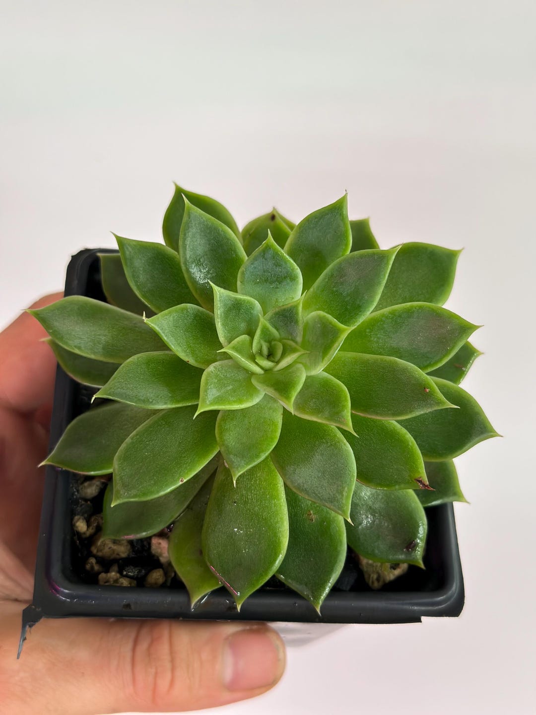 Echeveria Agavoides Ebony - Etsy
