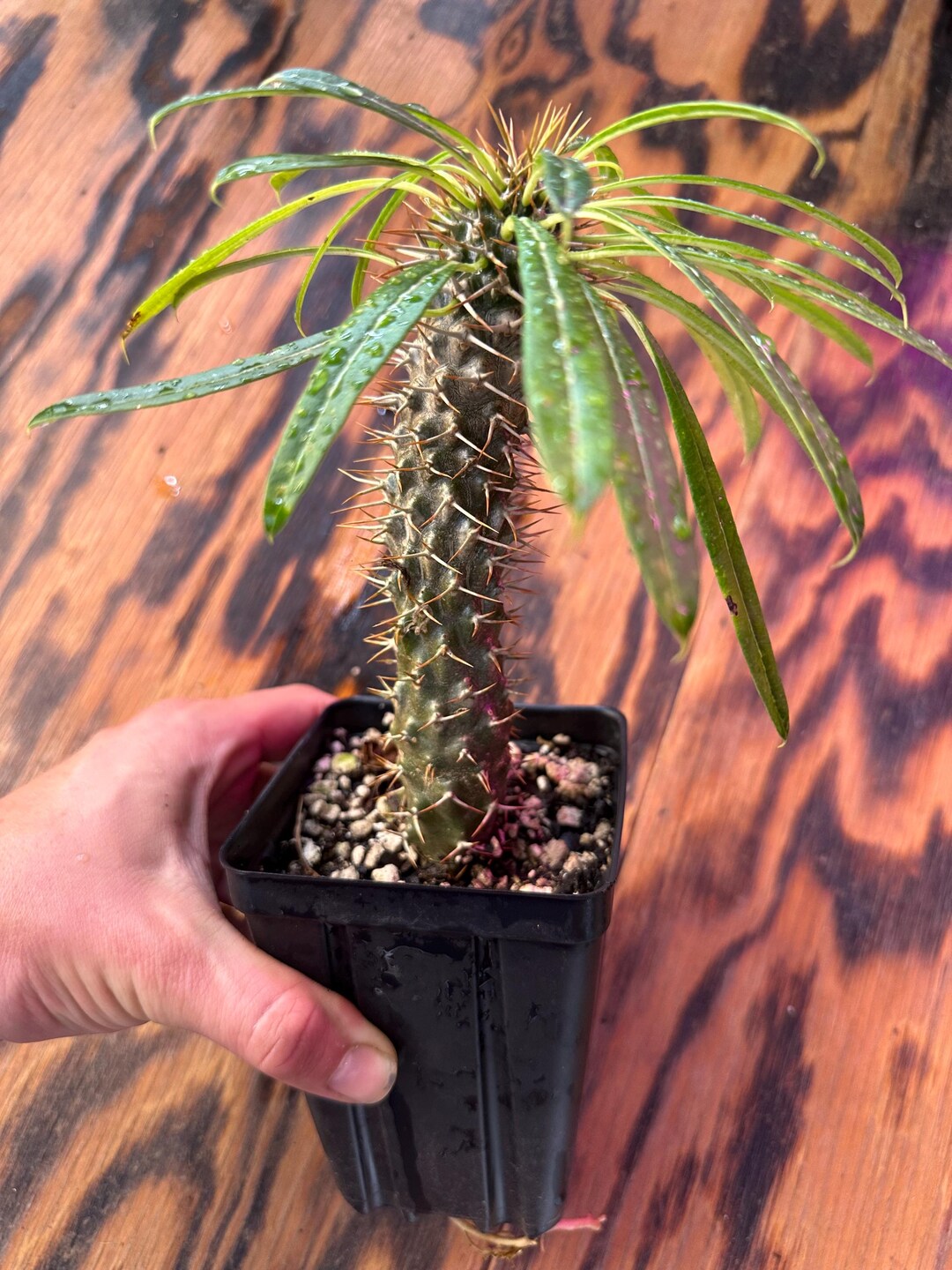 Madagascar Palm - Etsy