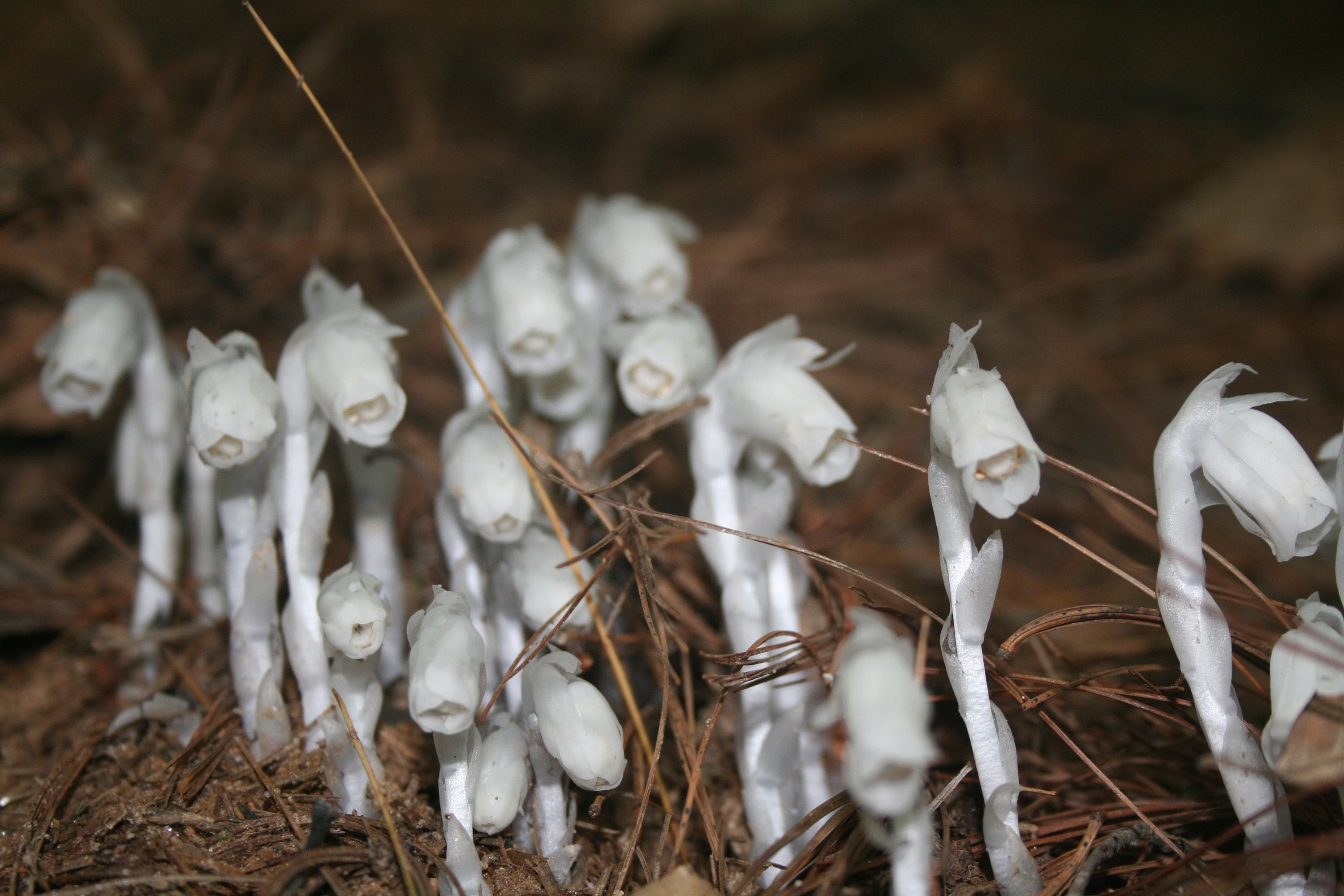 Ghost Pipe Tincture Extra Potent *read Description* - Etsy