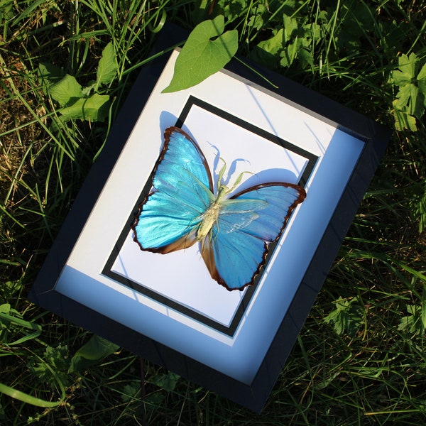 Entomology Display Box - Etsy