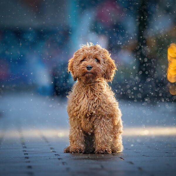 Dog Photography - Etsy