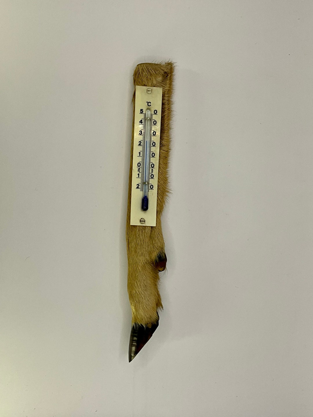 French Vintage Taxidermy Wall Hanging Thermometer. It is Real Deer Hoof ...