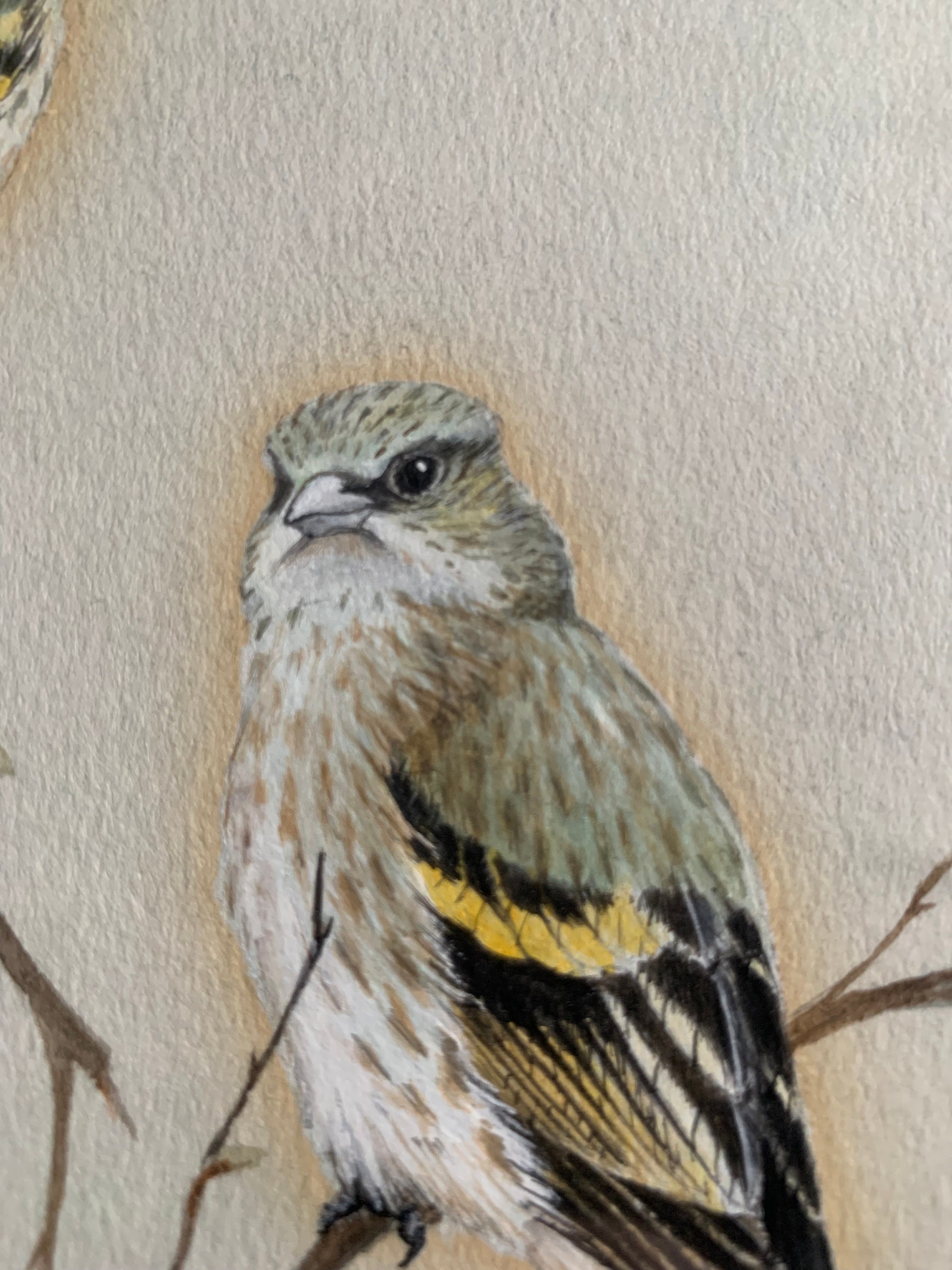 Original Vintage Framed Watercolour of Pine Siskin / Finch Birds by ...